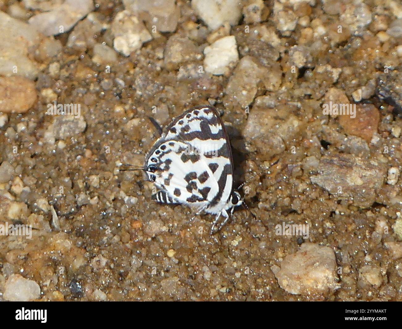 Black Pie (Tuxentius melaena Stock Photo - Alamy