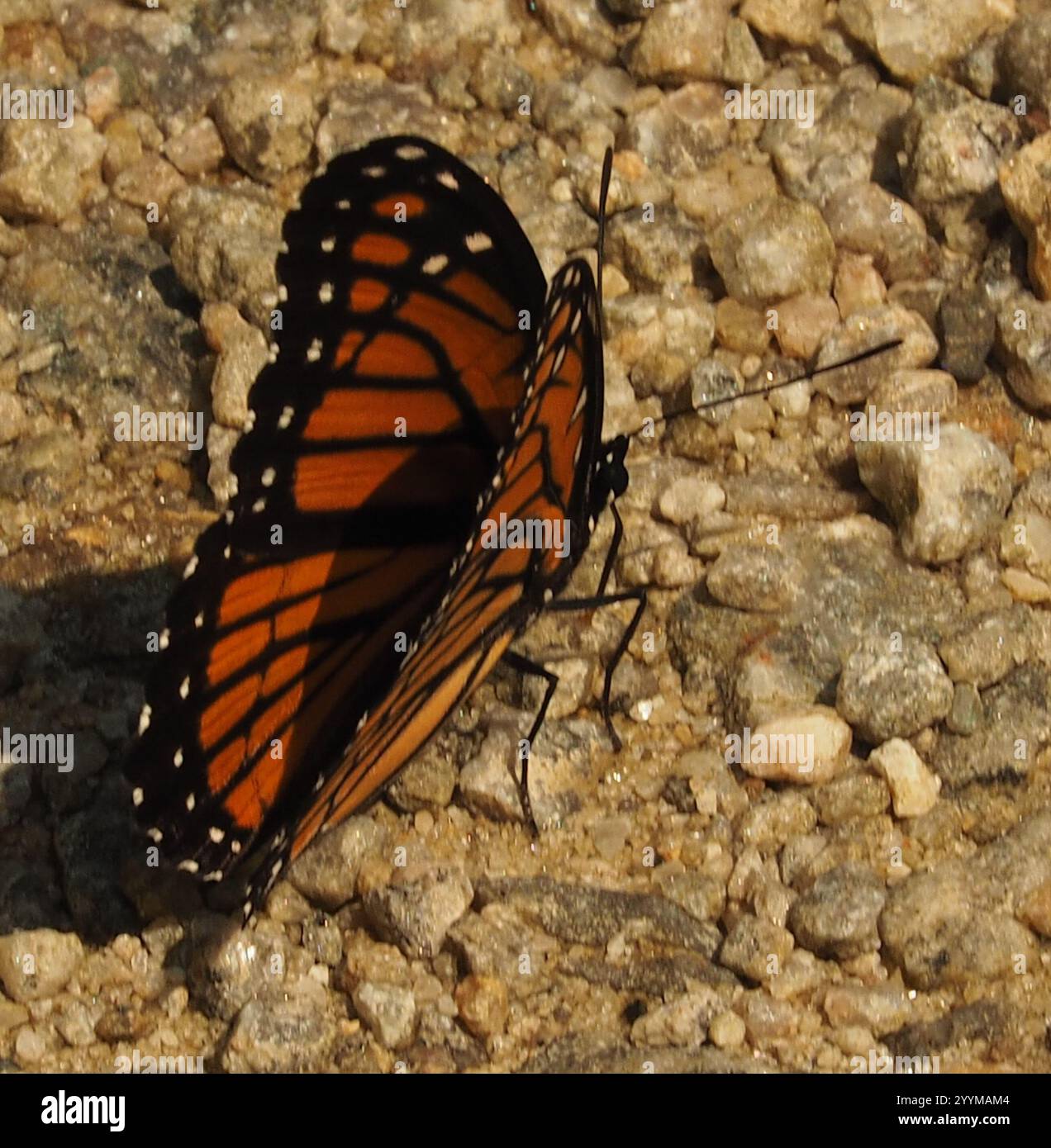 Viceroy (Limenitis archippus Stock Photo - Alamy