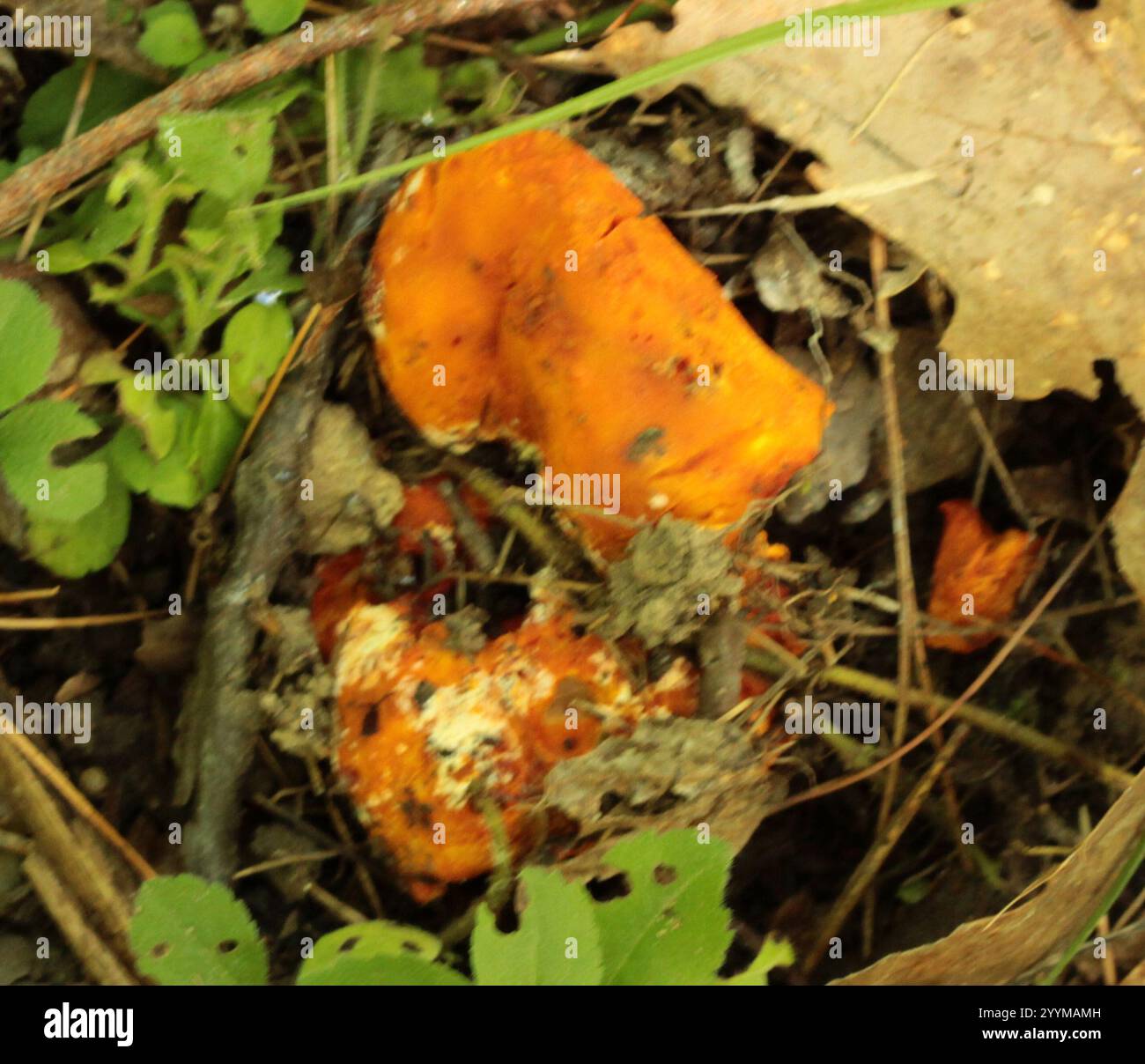 lobster mushroom (Hypomyces lactifluorum Stock Photo - Alamy