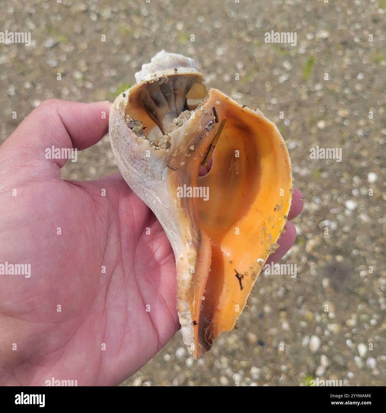 Knobbed Whelk (Busycon carica Stock Photo - Alamy