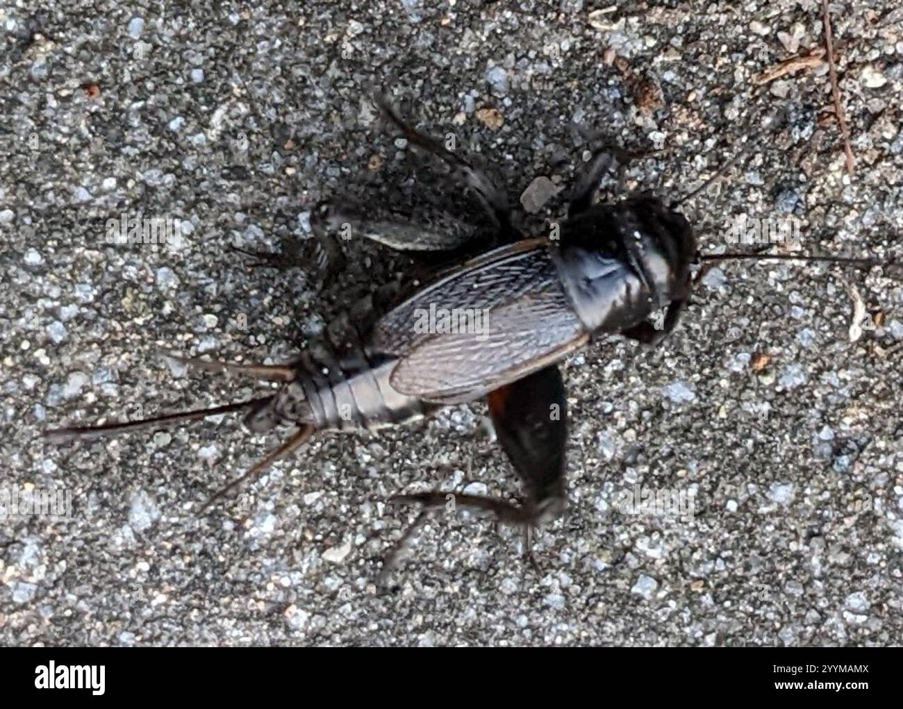 Gryllus veletis hi-res stock photography and images - Alamy