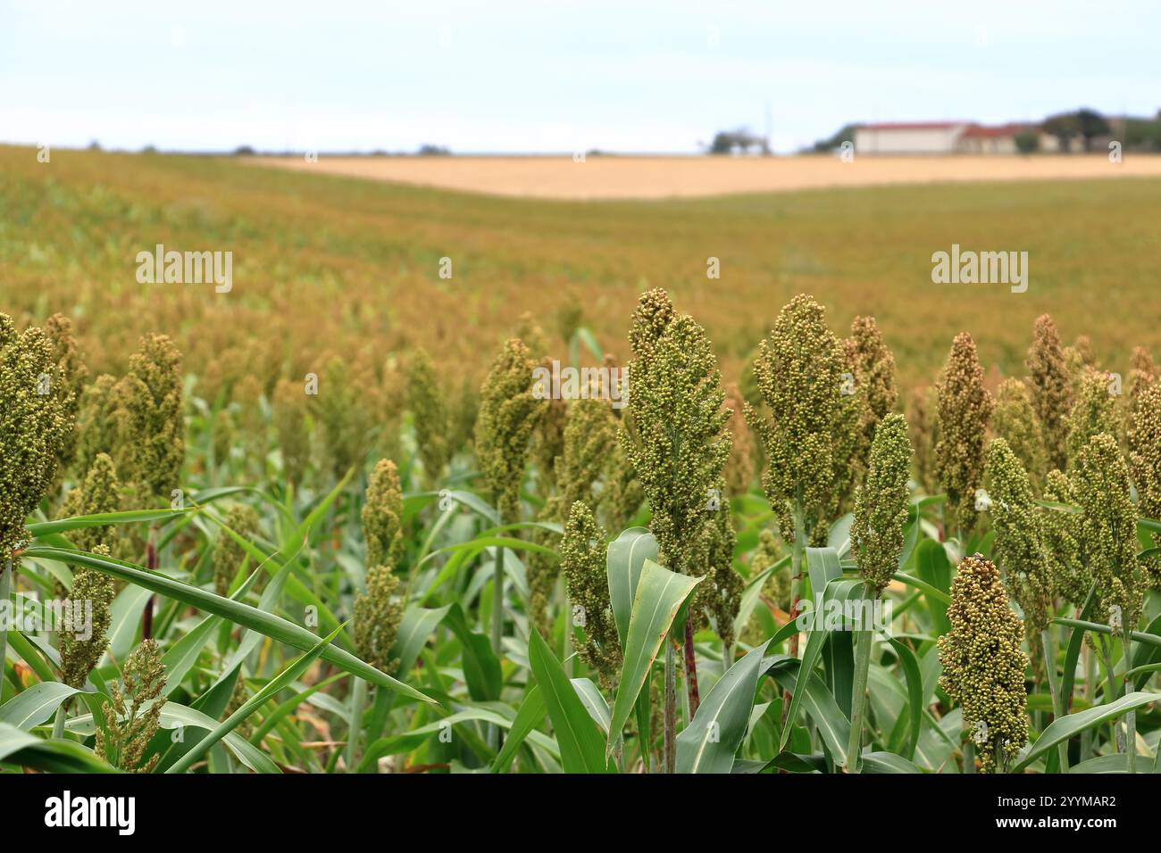 Raw Ripe millet crops in the field agriculture landscape view in France ...