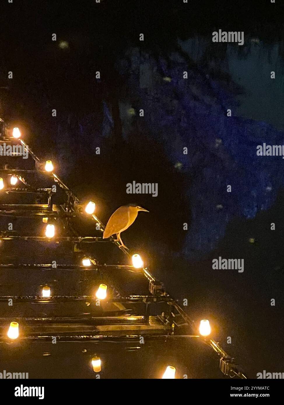 Nankeen Night Heron (Nycticorax caledonicus Stock Photo - Alamy