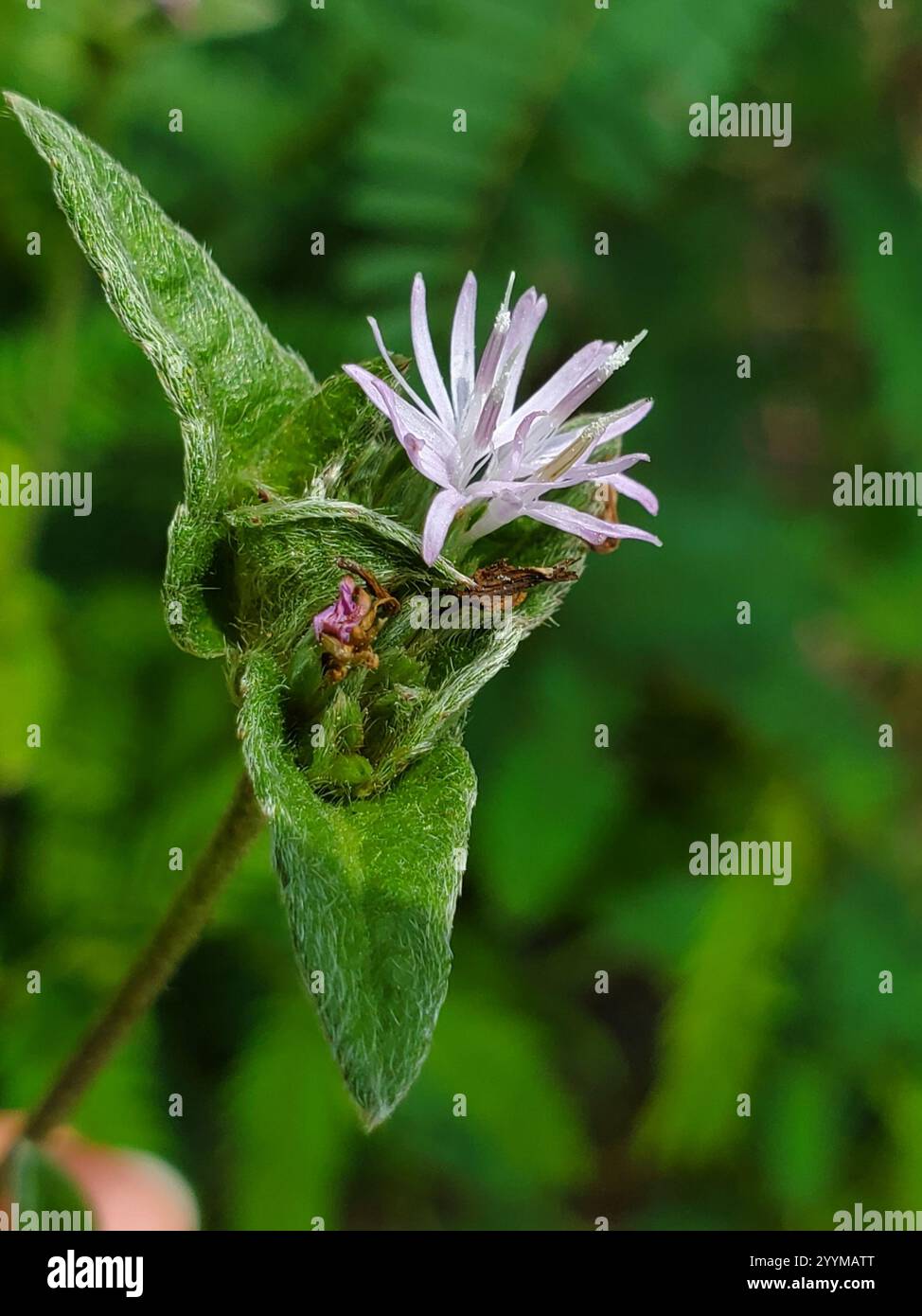 Tall Elephant's-foot (Elephantopus elatus Stock Photo - Alamy