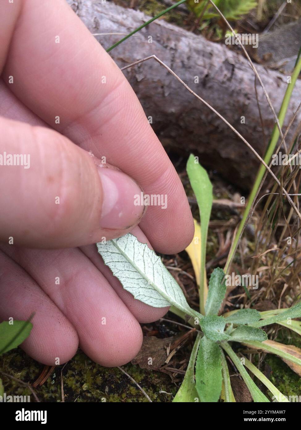 Bird's-eye Primrose (Primula laurentiana Stock Photo - Alamy