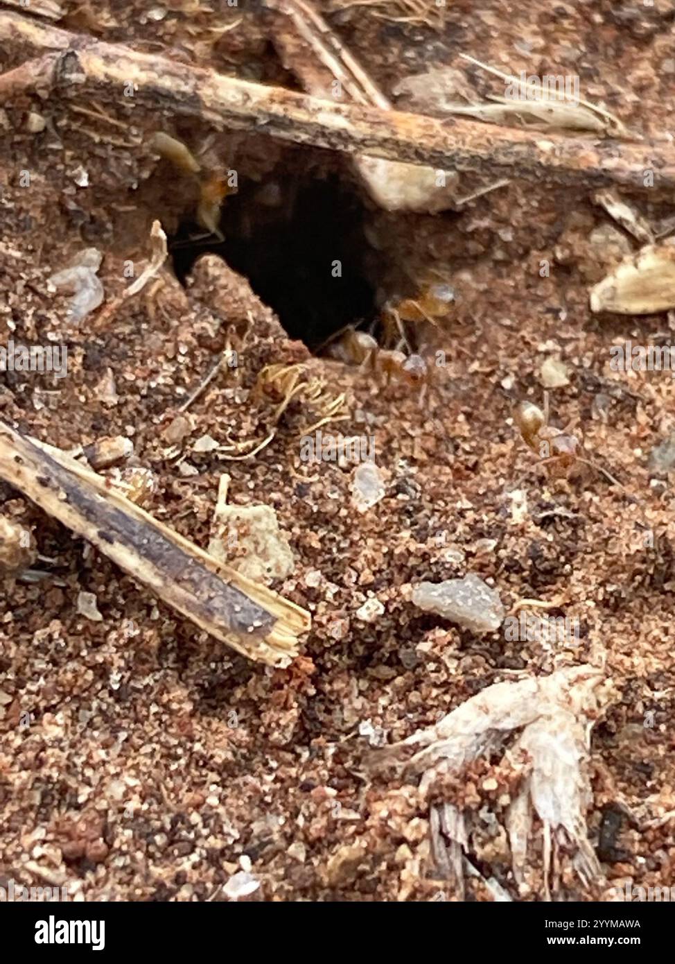 Yellow Pyramid Ant (Dorymyrmex flavus Stock Photo - Alamy