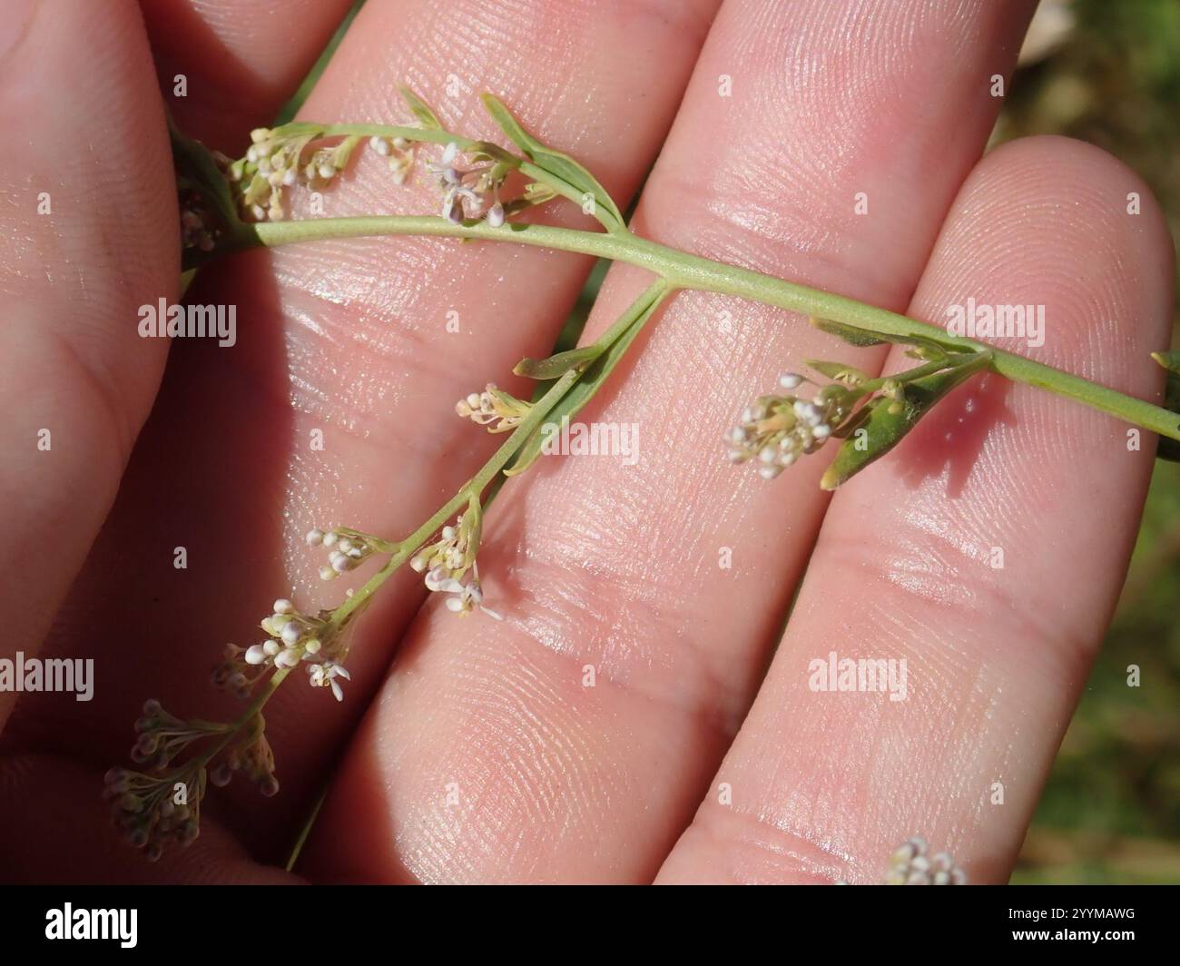 broadleaved pepperweed (Lepidium latifolium Stock Photo - Alamy