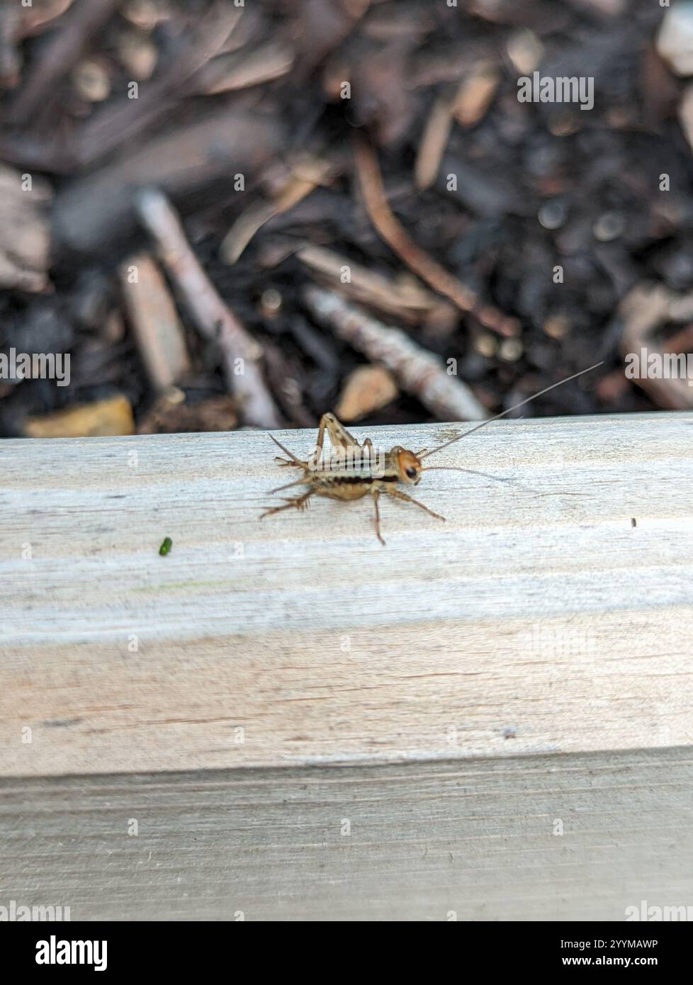 Robust Ground Crickets (Allonemobius Stock Photo - Alamy