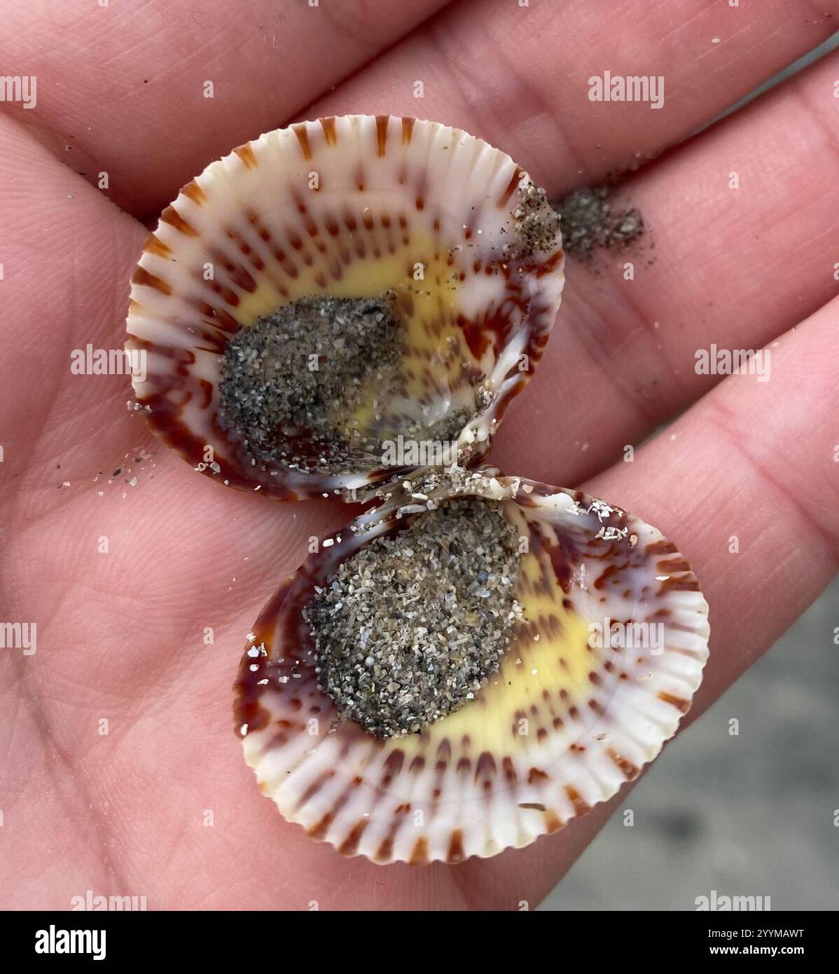 Nuttall's Cockle (Clinocardium nuttallii Stock Photo - Alamy