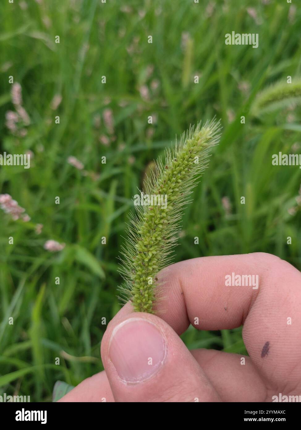 Green Bristle Grass (Setaria viridis Stock Photo - Alamy
