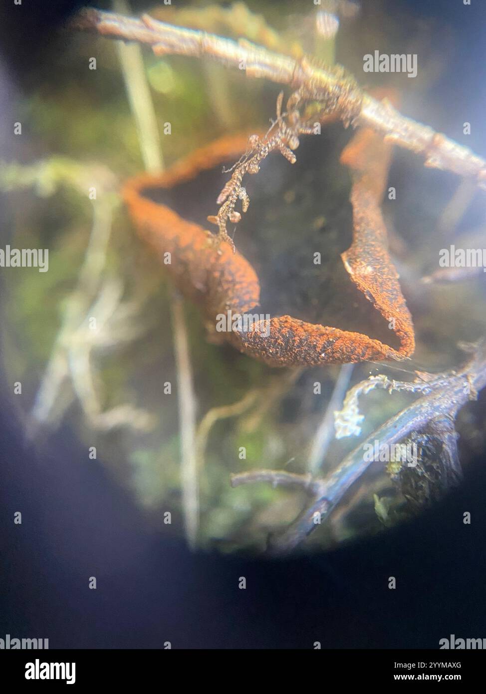 corona cup (Plectania melastoma Stock Photo - Alamy