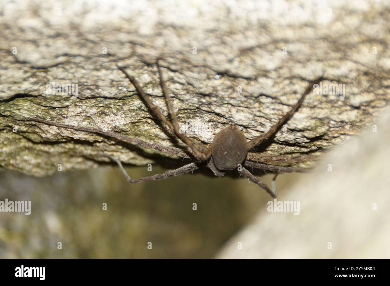 Giant water spider (Megadolomedes trux Stock Photo - Alamy