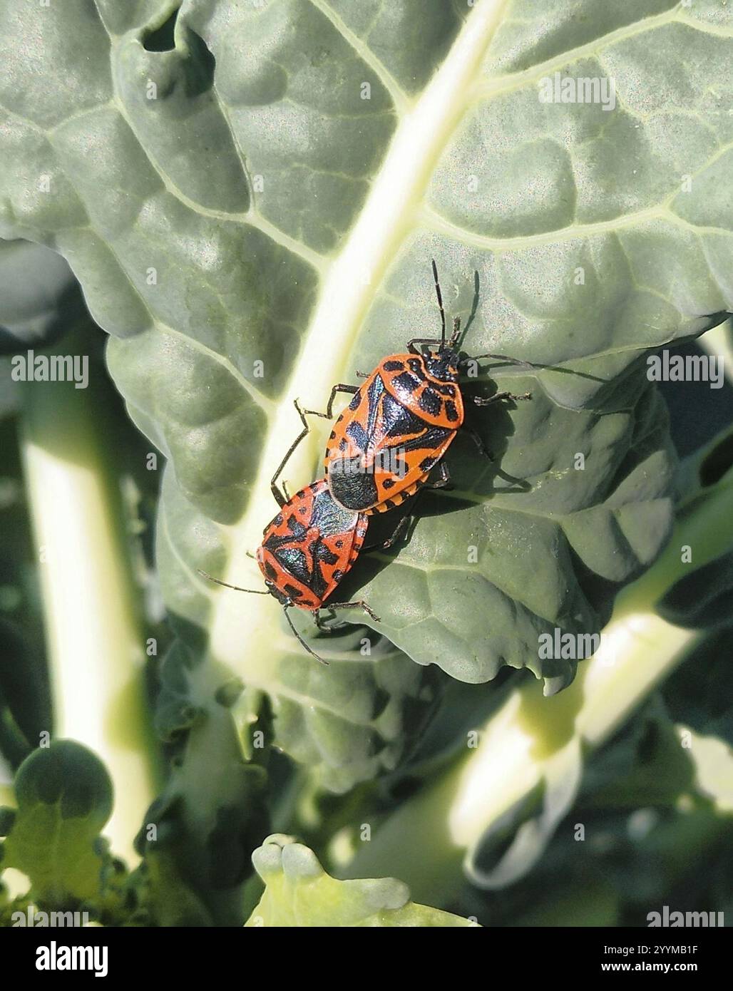 cruciferous bug (Eurydema ventralis Stock Photo - Alamy