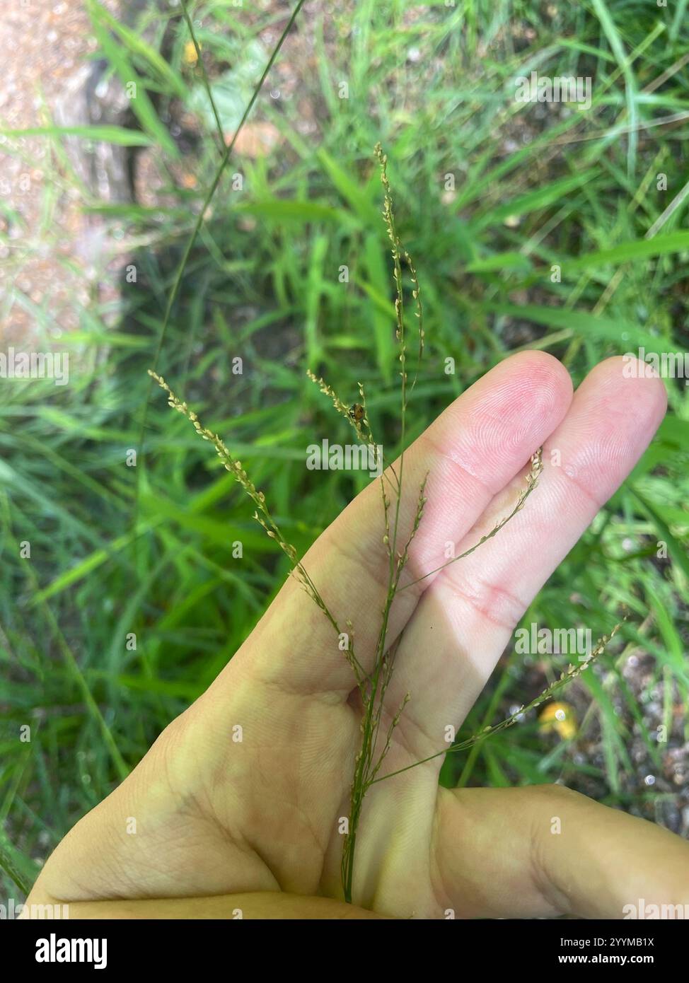 Fowl Mannagrass (Glyceria striata Stock Photo - Alamy