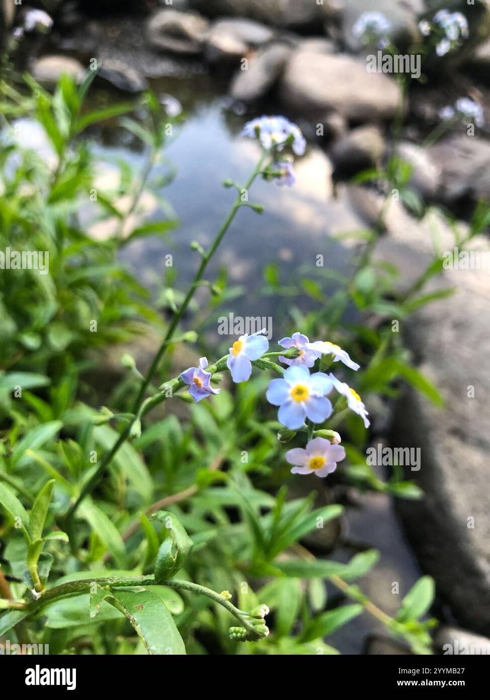 water forget-me-not (Myosotis scorpioides Stock Photo - Alamy