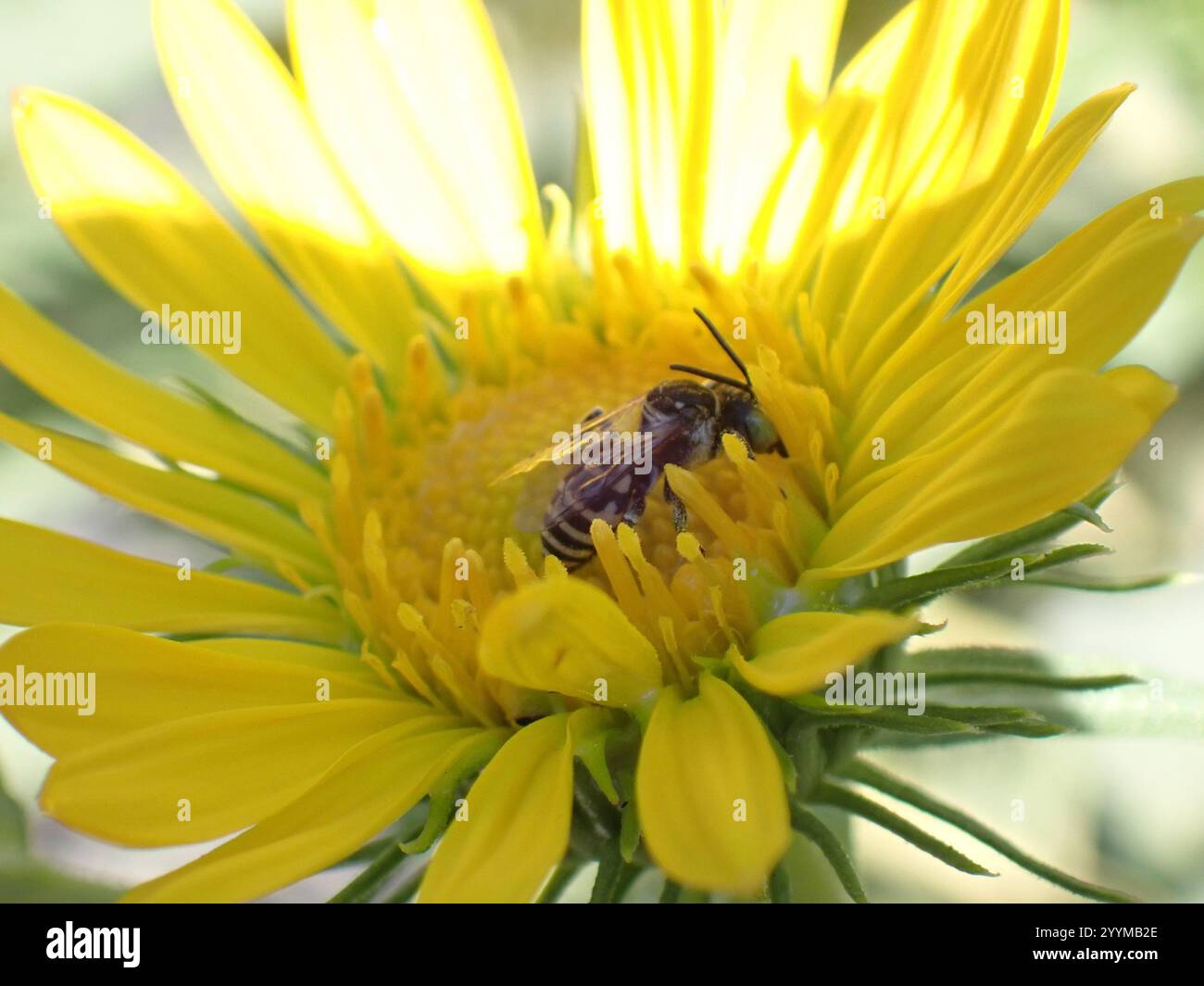 Longhorn-cuckoo bees (Triepeolus Stock Photo - Alamy