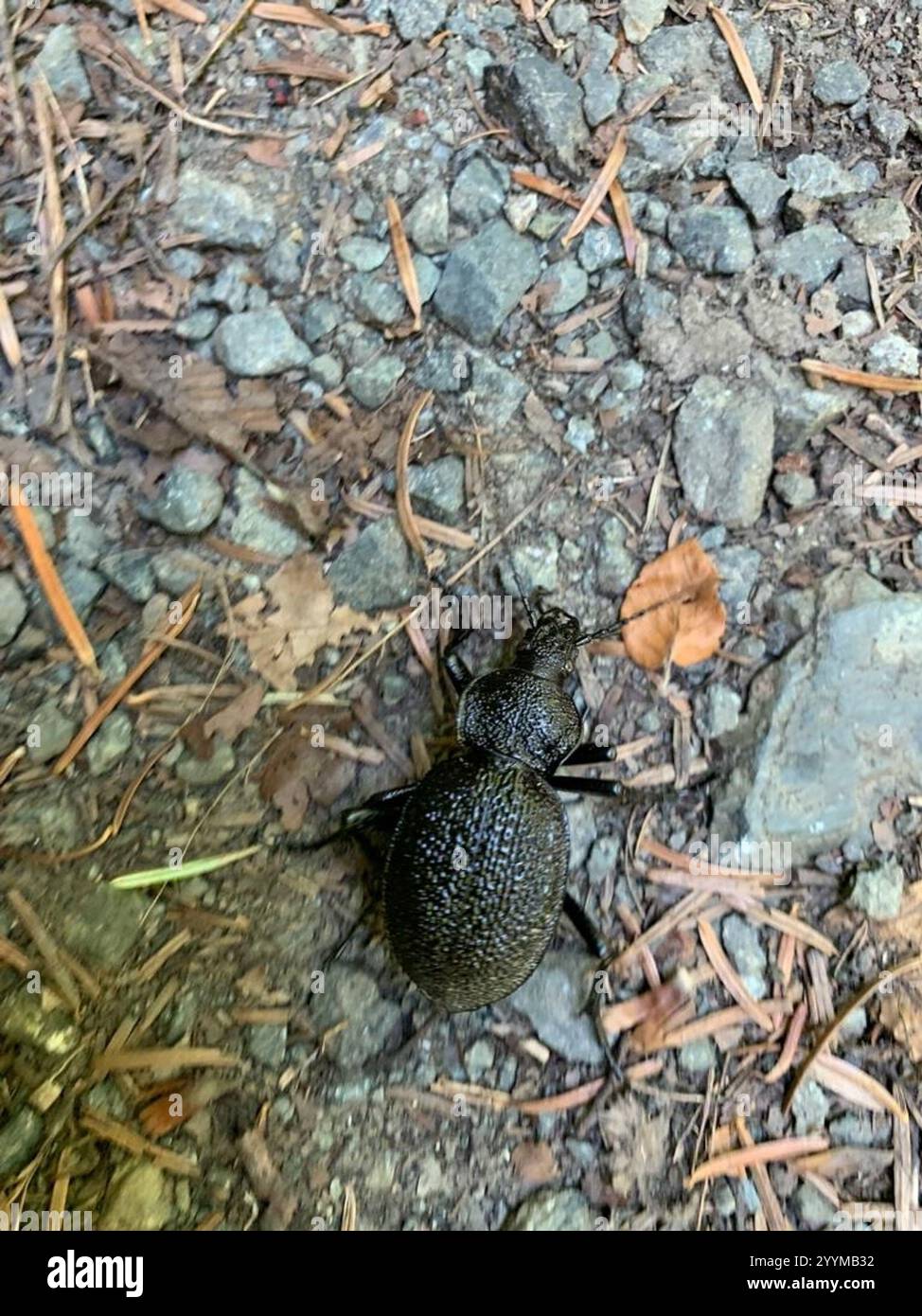 Carabus gigas hi-res stock photography and images - Alamy