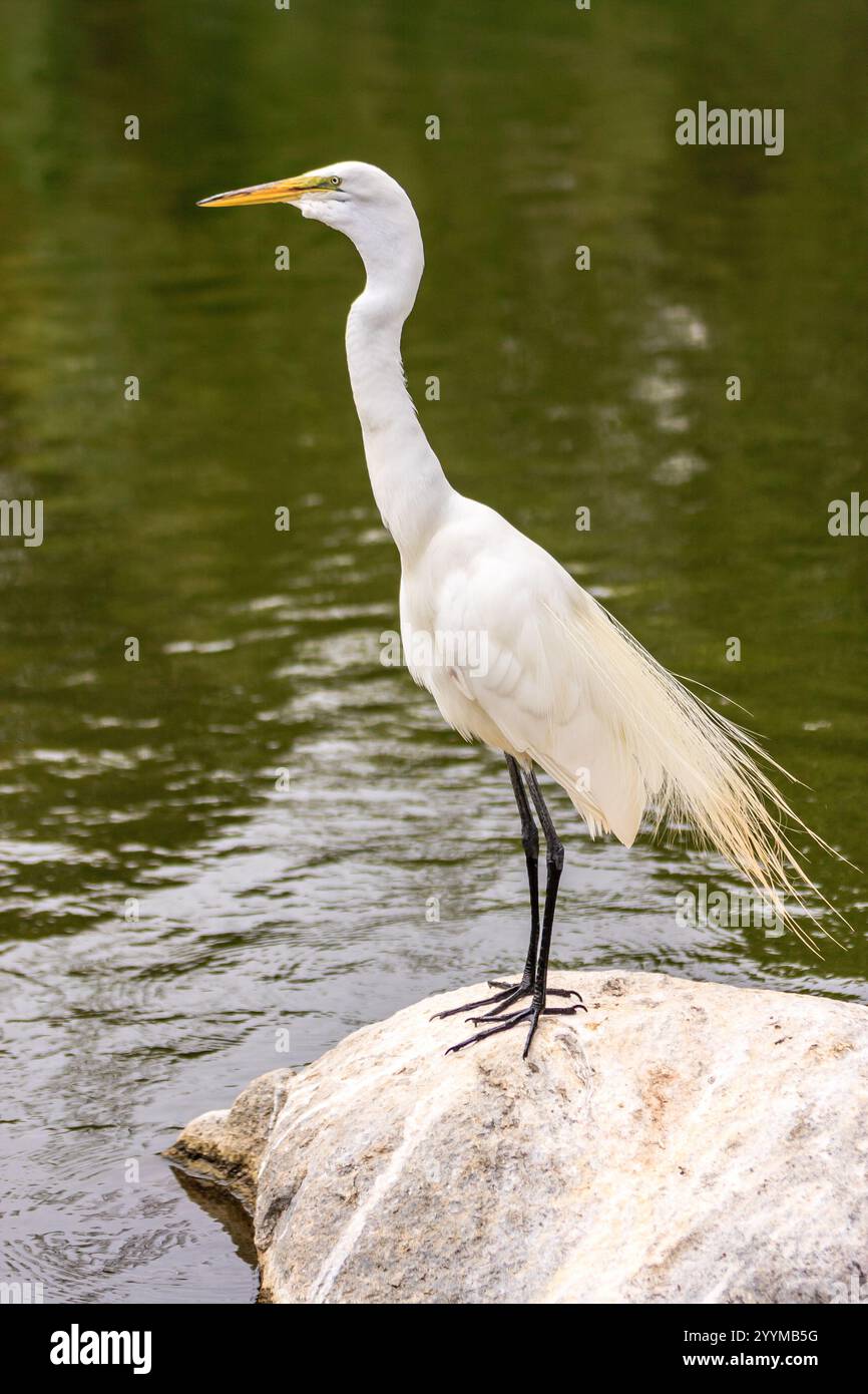 White front of neck hi-res stock photography and images - Alamy