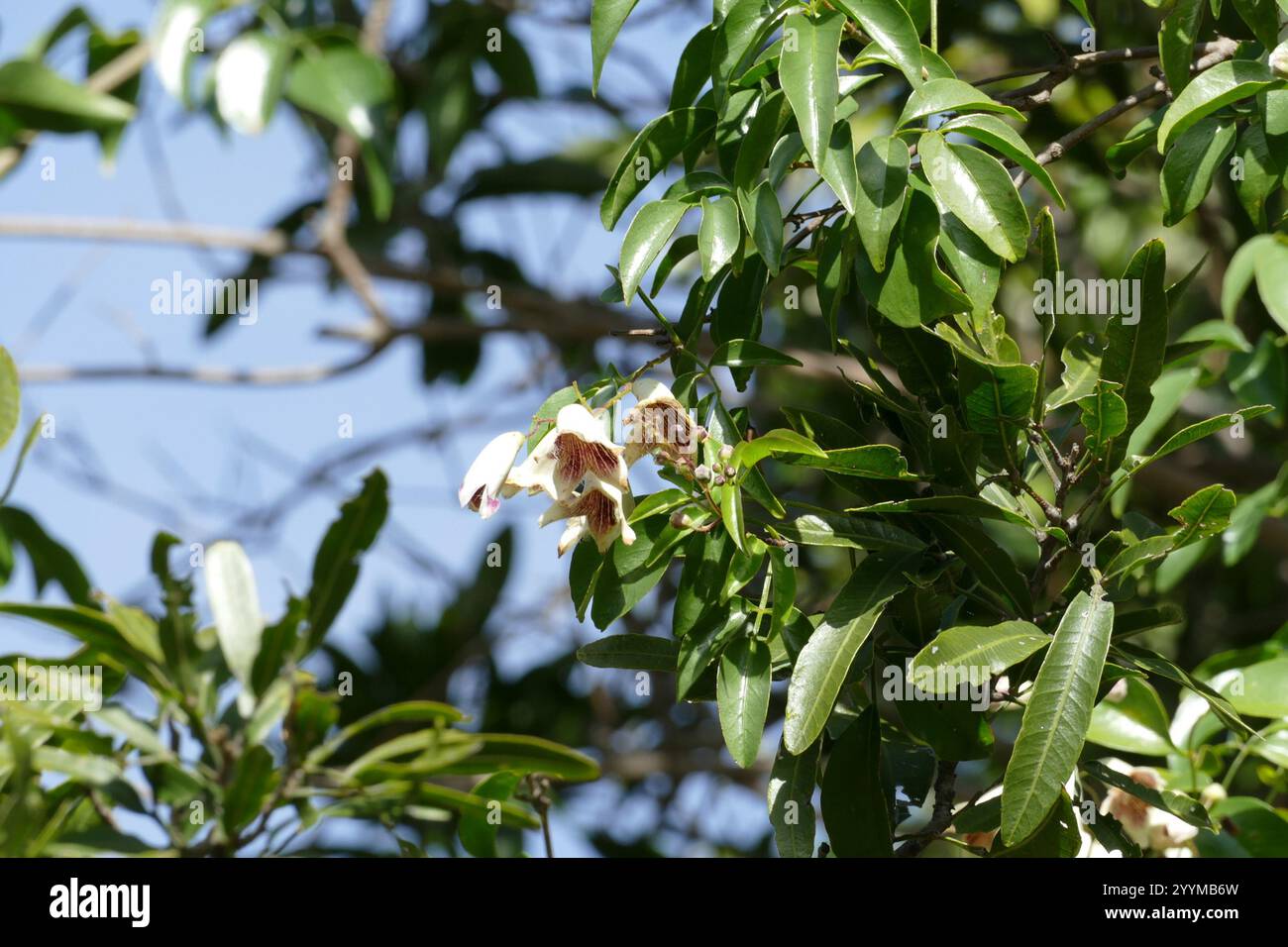 wonga vine (Pandorea pandorana Stock Photo - Alamy