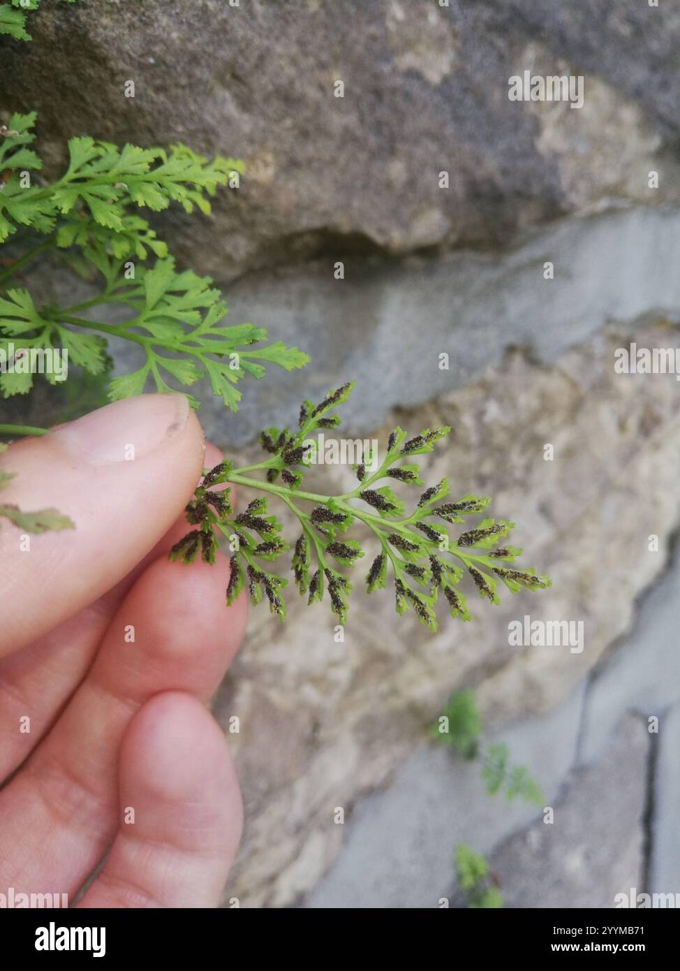 wall-rue (Asplenium ruta-muraria Stock Photo - Alamy