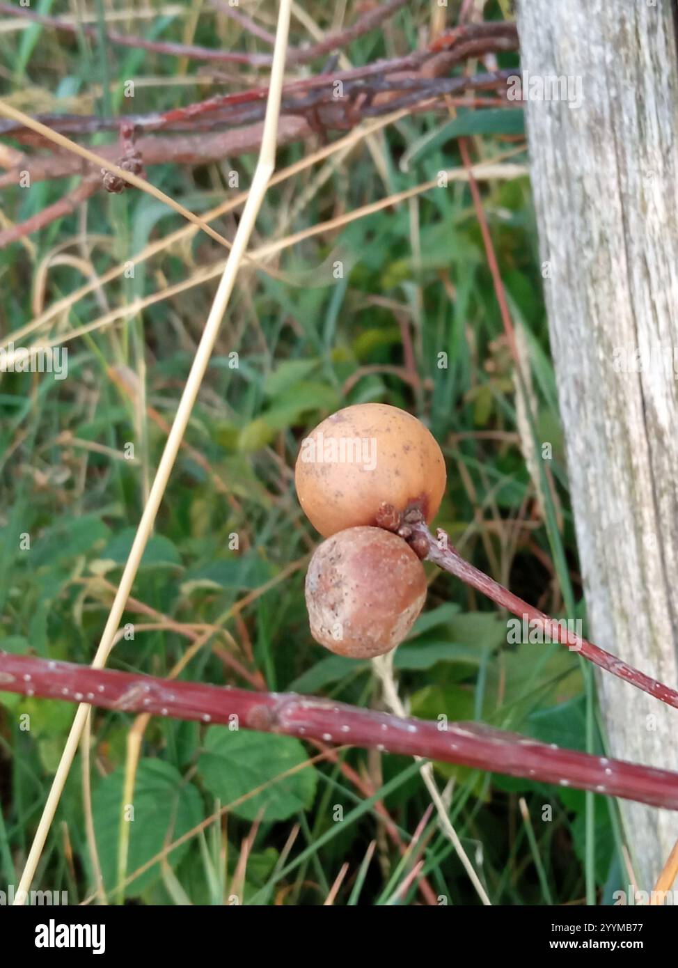 Oak Marble Gall Wasp (Andricus kollari Stock Photo - Alamy