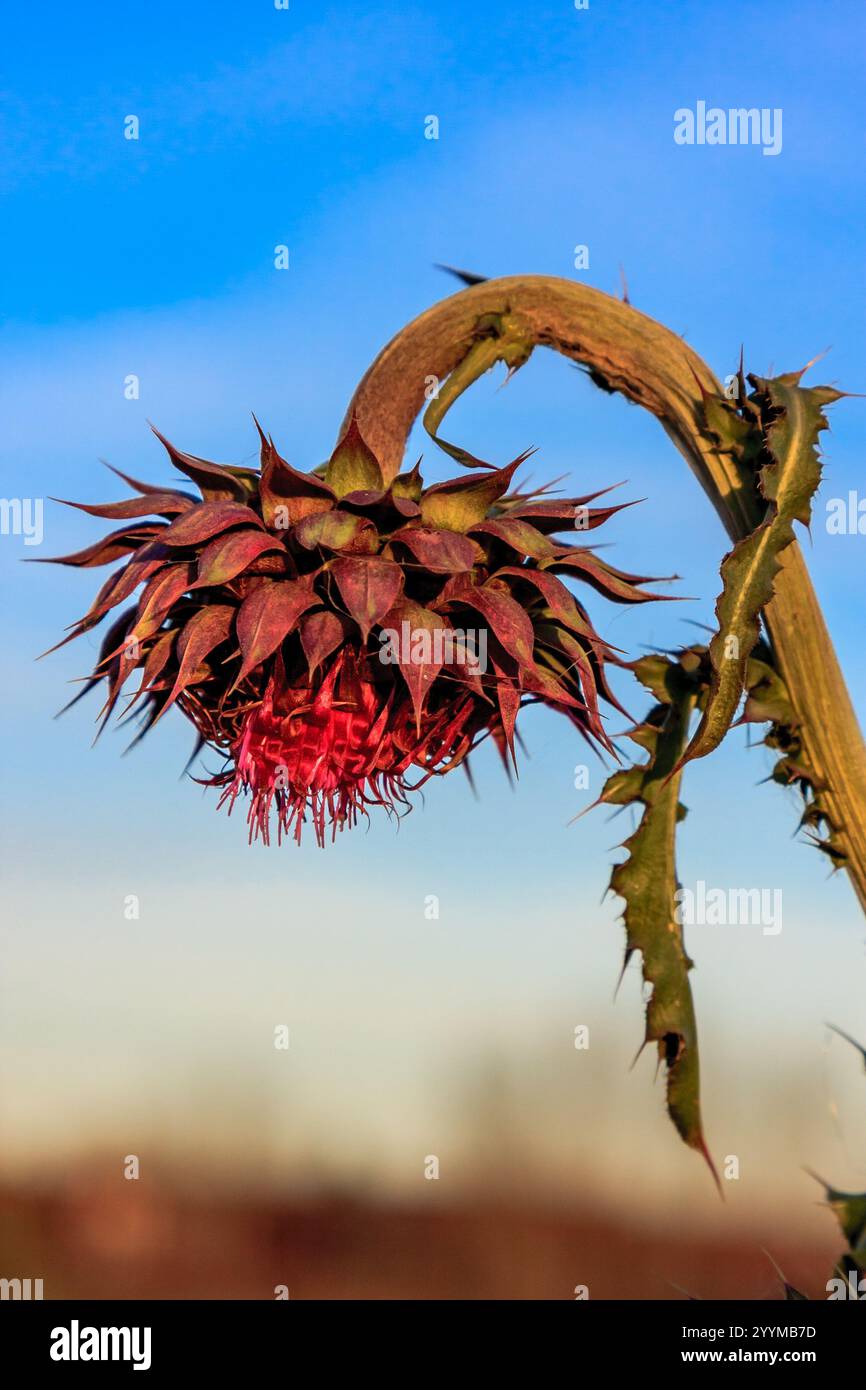 A dried up flower with a red center. The flower is wilted and has a ...