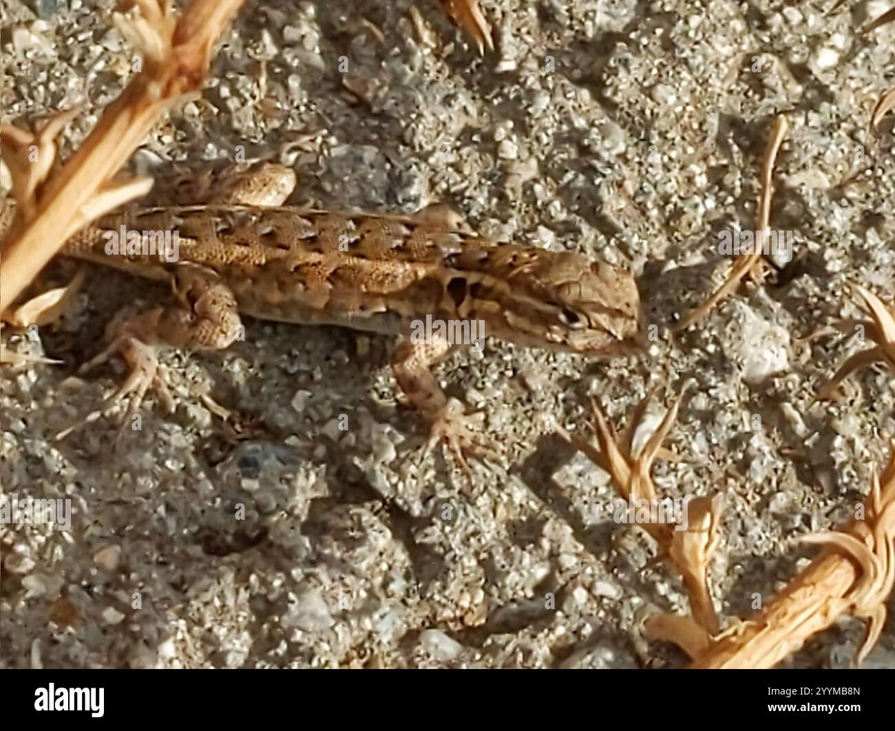 Common Side-blotched Lizard (Uta stansburiana Stock Photo - Alamy