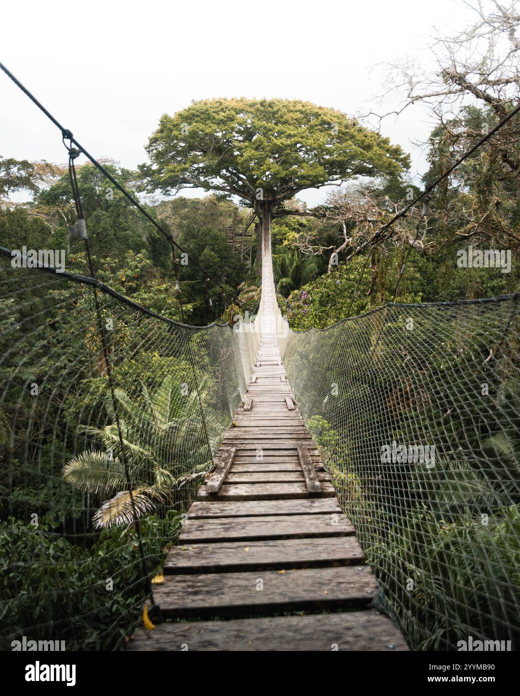 Wooden suspension bridge leading through lush green tropical rainforest ...