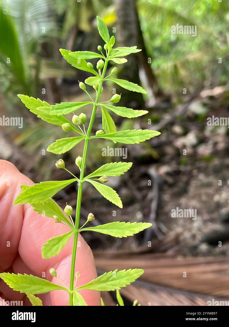 Scoparia weed hi-res stock photography and images - Alamy