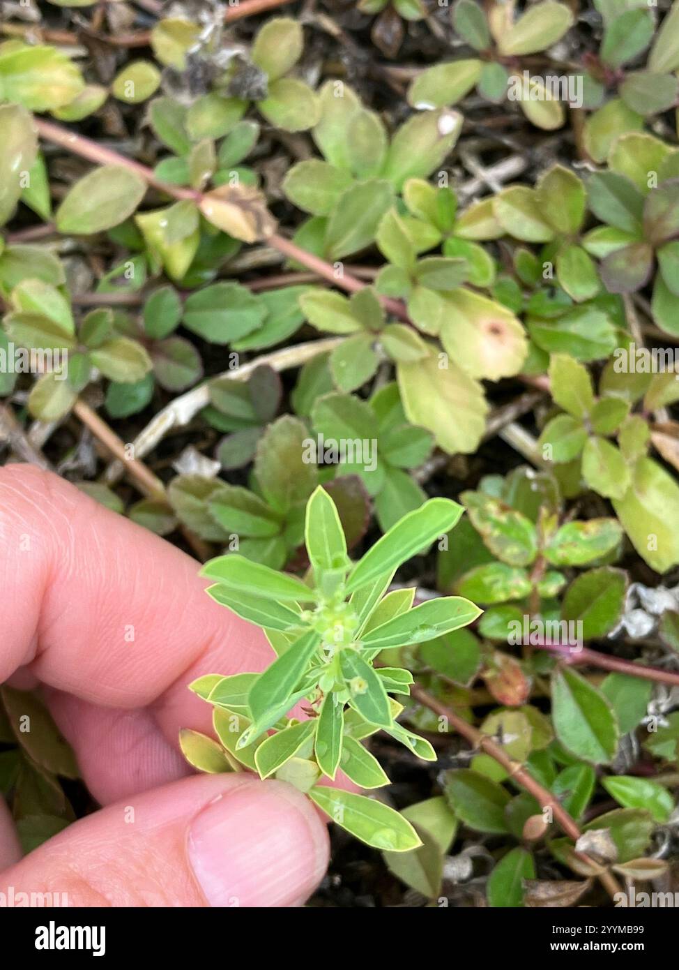 Smartweed Leafflower (Phyllanthus polygonoides Stock Photo - Alamy