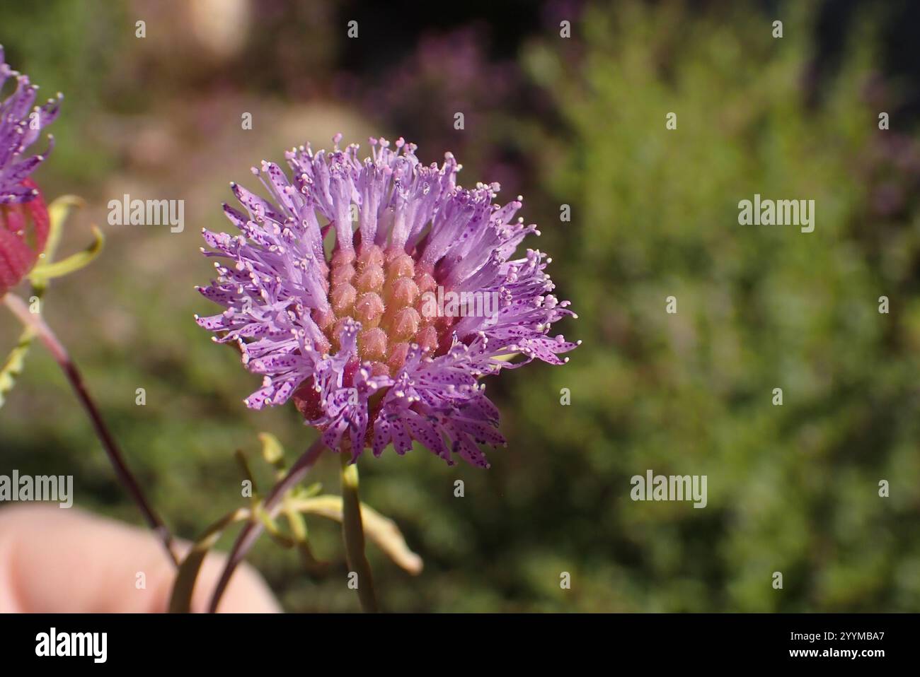 mustang mint (Monardella breweri lanceolata Stock Photo - Alamy