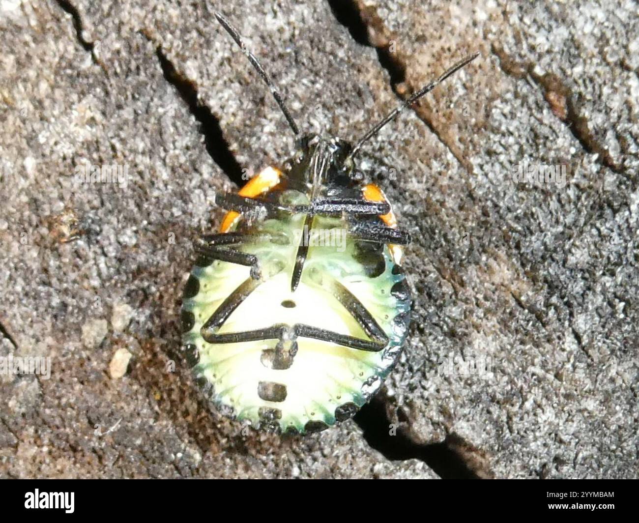Green Stink Bug (Chinavia hilaris Stock Photo - Alamy