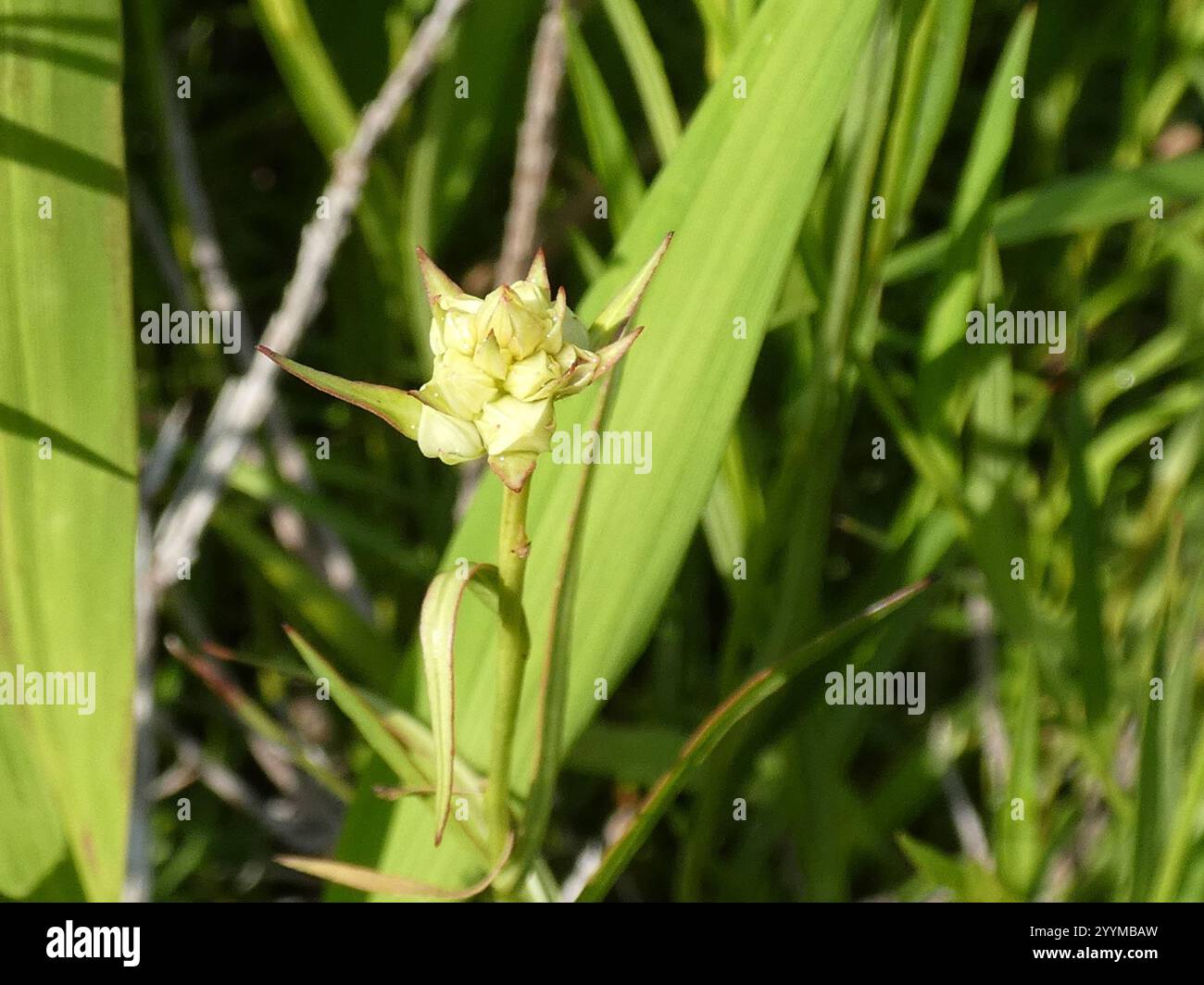 Shrubby Primrose-willow (Ludwigia suffruticosa Stock Photo - Alamy