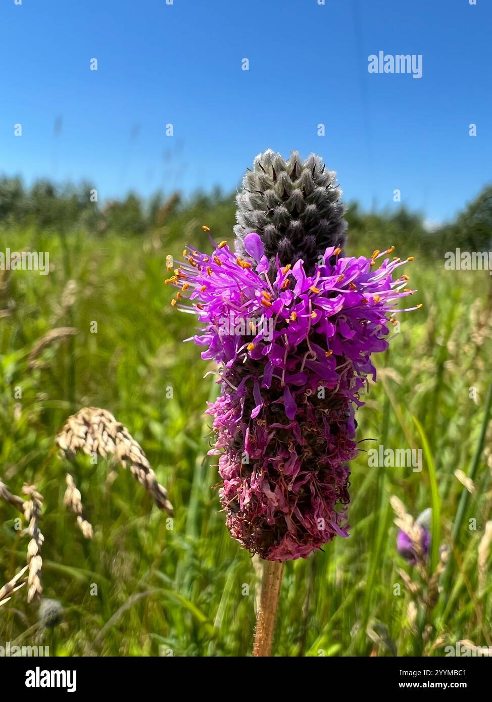 purple prairie clover (Dalea purpurea Stock Photo - Alamy