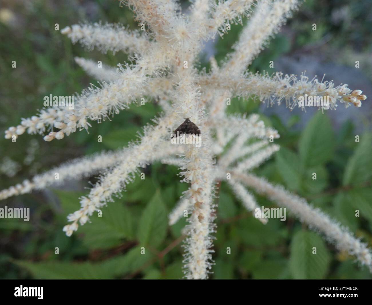 Common Nettle-tap (Anthophila fabriciana Stock Photo - Alamy