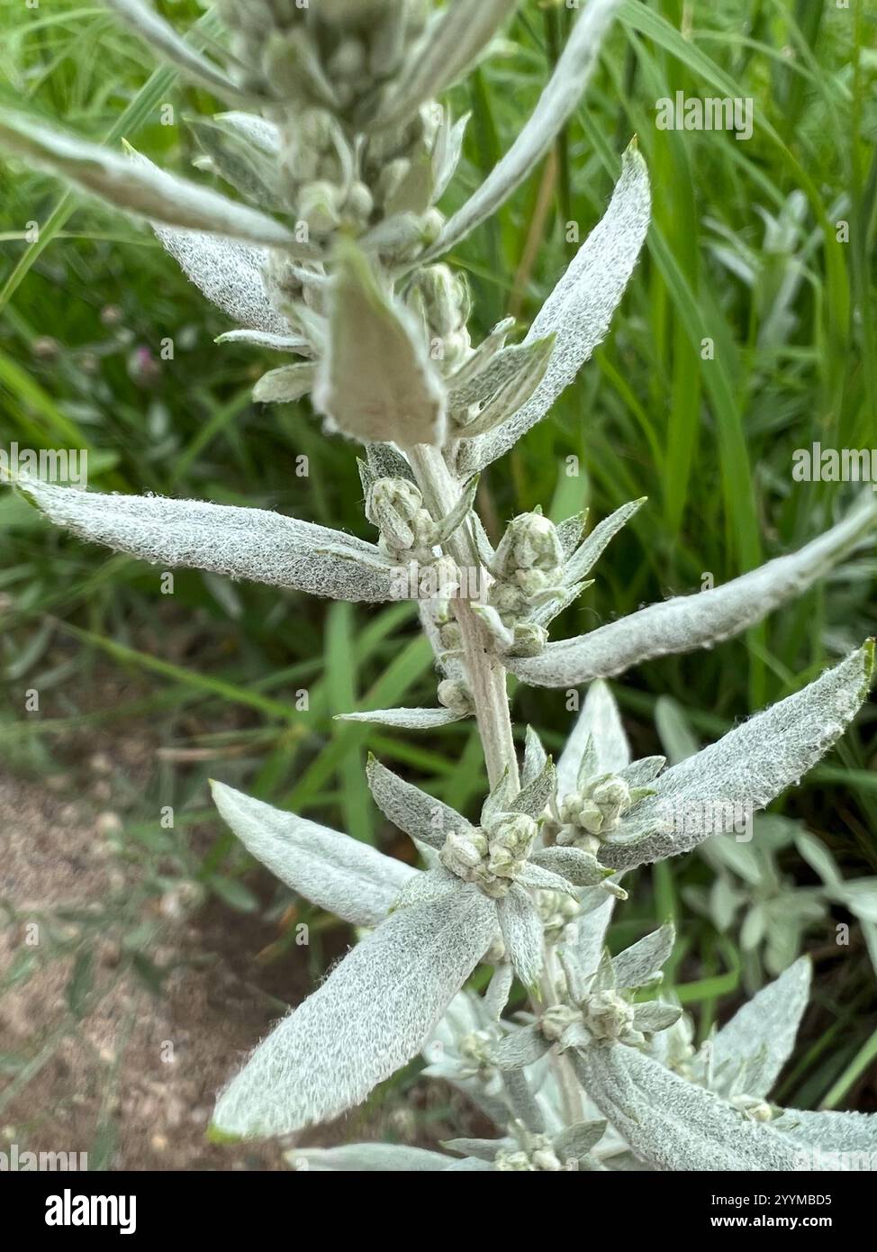 Silver Wormwood (Artemisia ludoviciana Stock Photo - Alamy