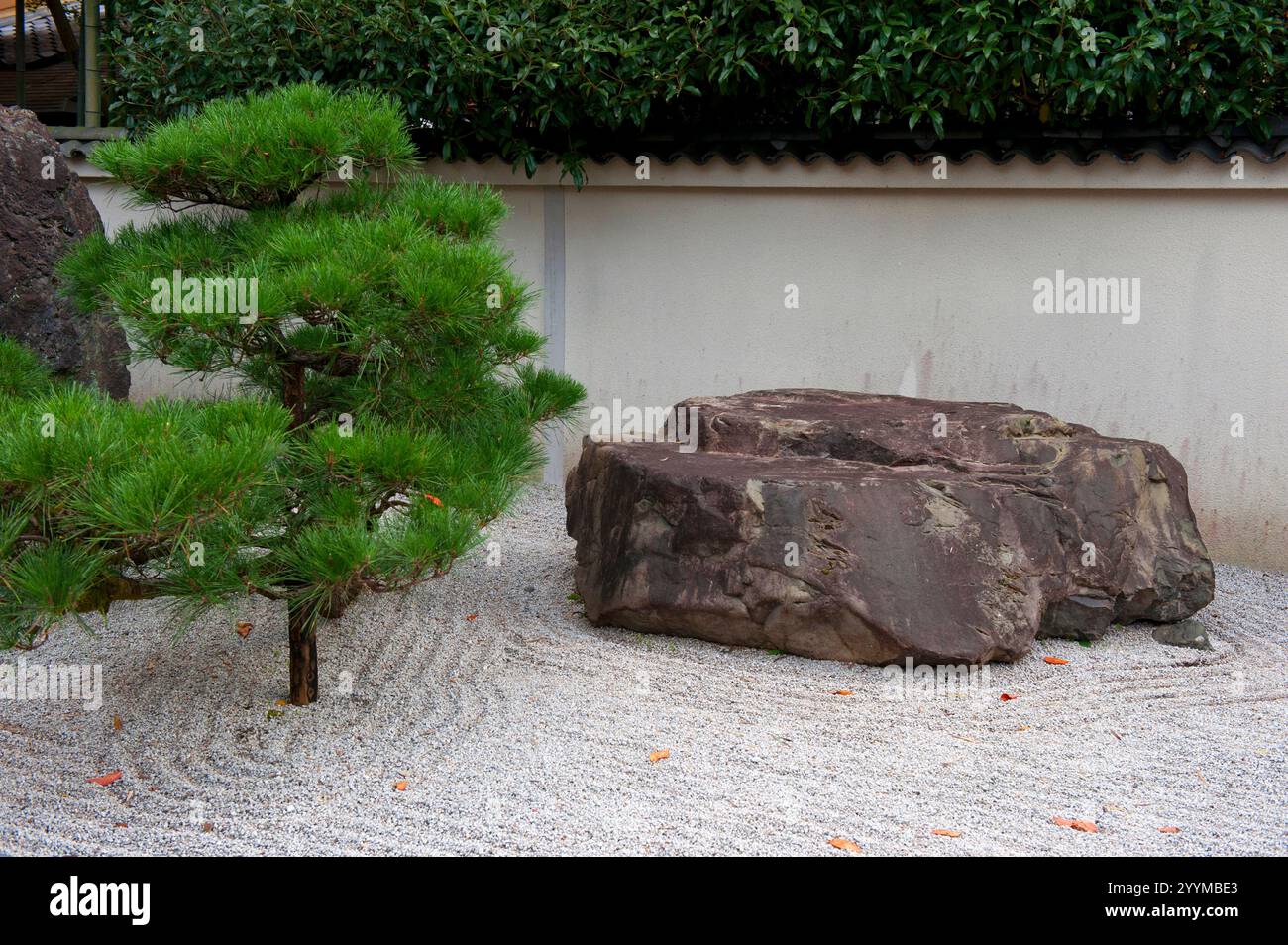 Japanese "matsu" (pine tree) and rock in a dry landscape garden creates ...