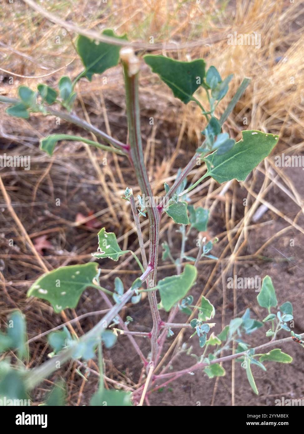 Subfamily chenopodioideae hi-res stock photography and images - Alamy