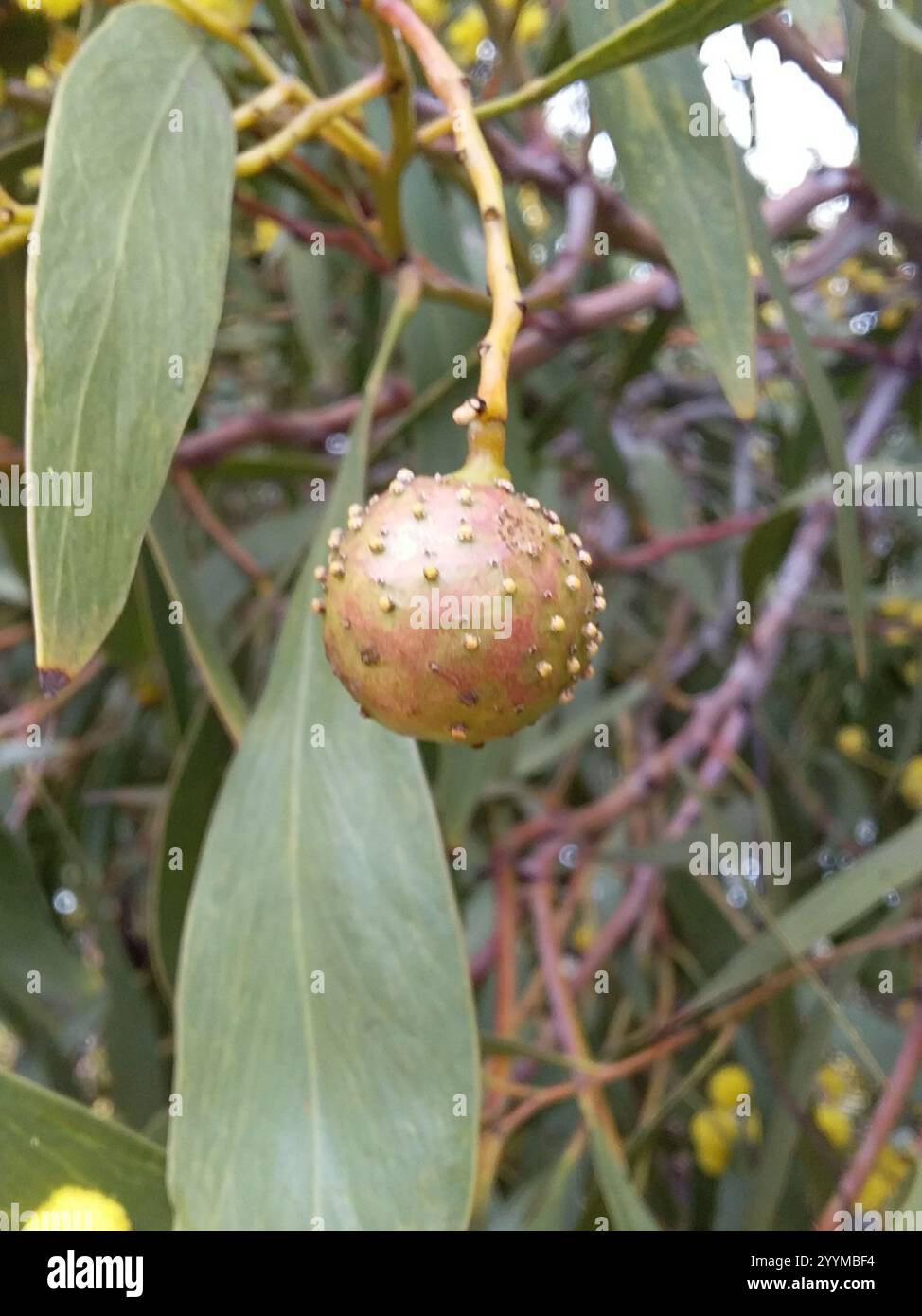 Golden Wattle Gall Wasp (Trichilogaster signiventris Stock Photo - Alamy