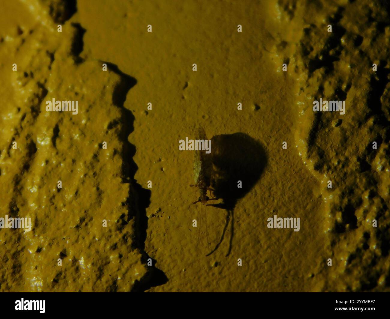 Posterior Brown Lacewing (Micromus posticus Stock Photo - Alamy