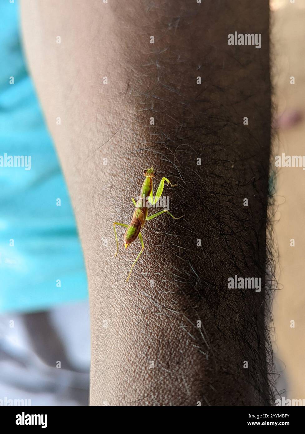 Odontomantis hi-res stock photography and images - Alamy