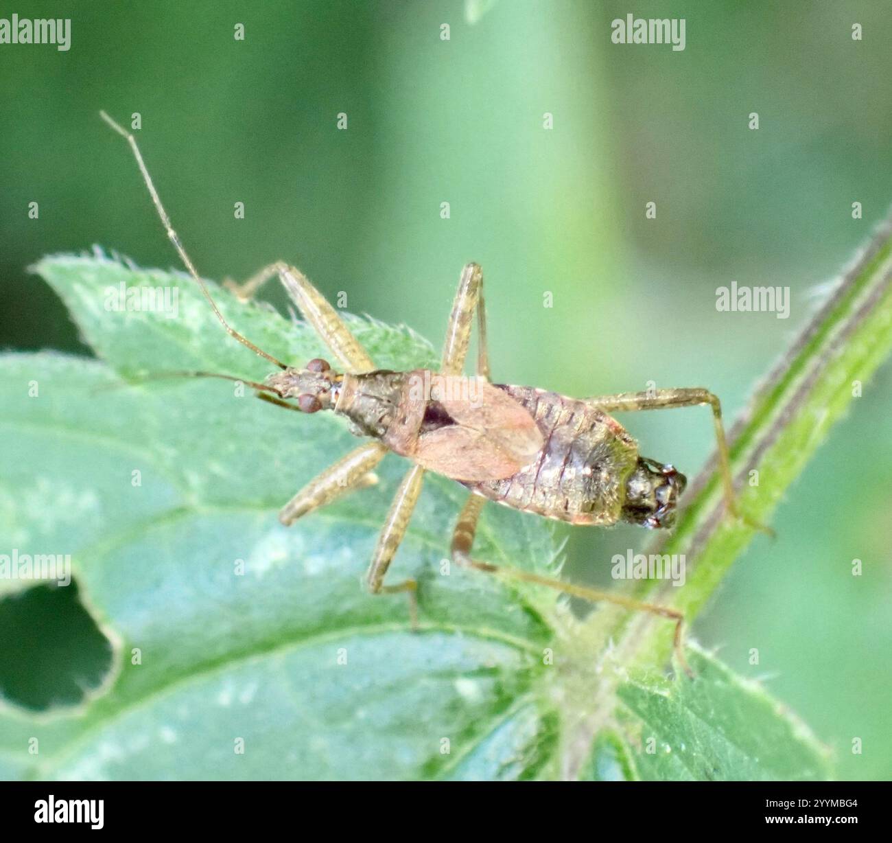Tree Damsel Bug (Himacerus apterus Stock Photo - Alamy