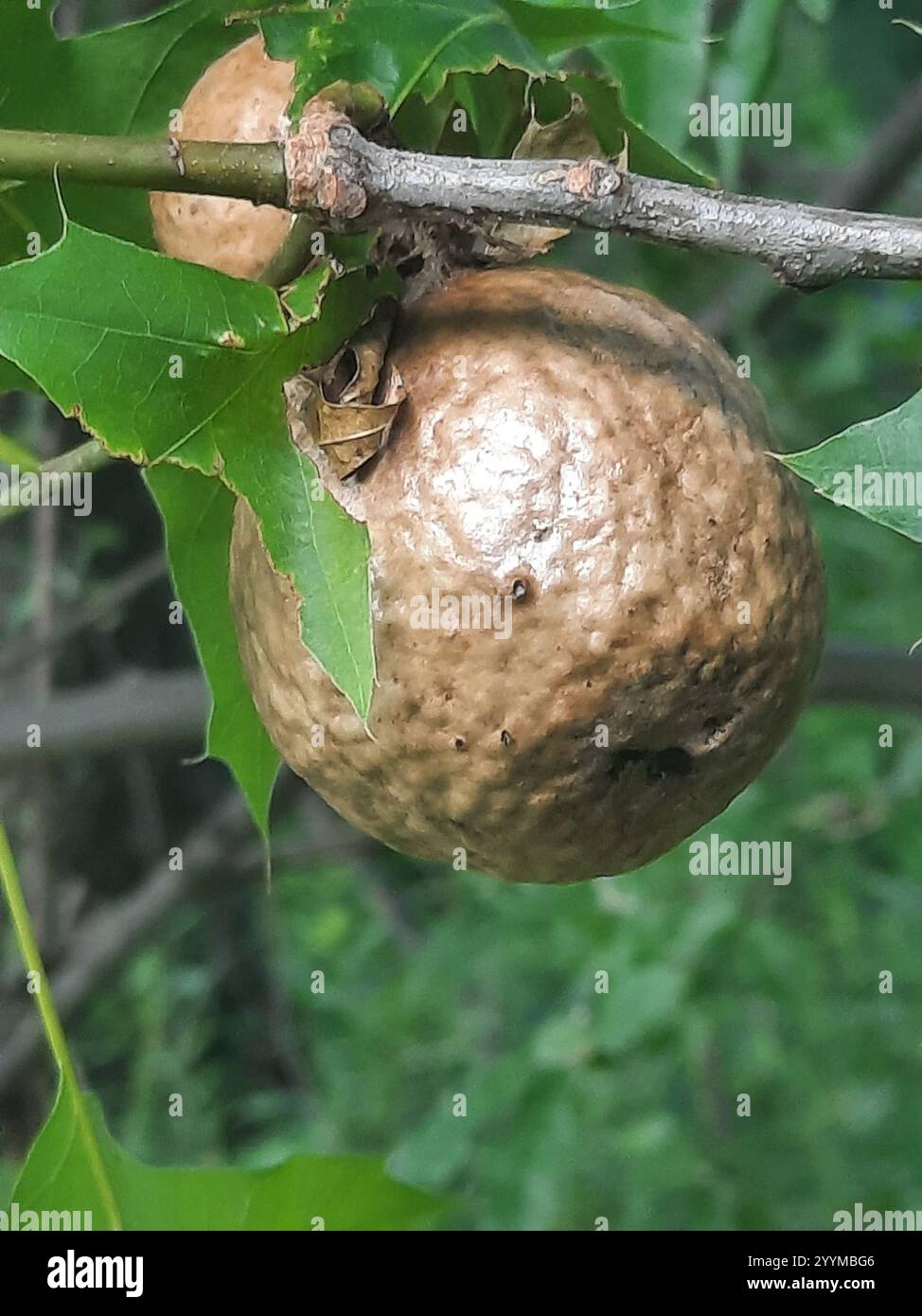 Spongy Oak Apple Gall Wasp (Amphibolips confluenta Stock Photo - Alamy