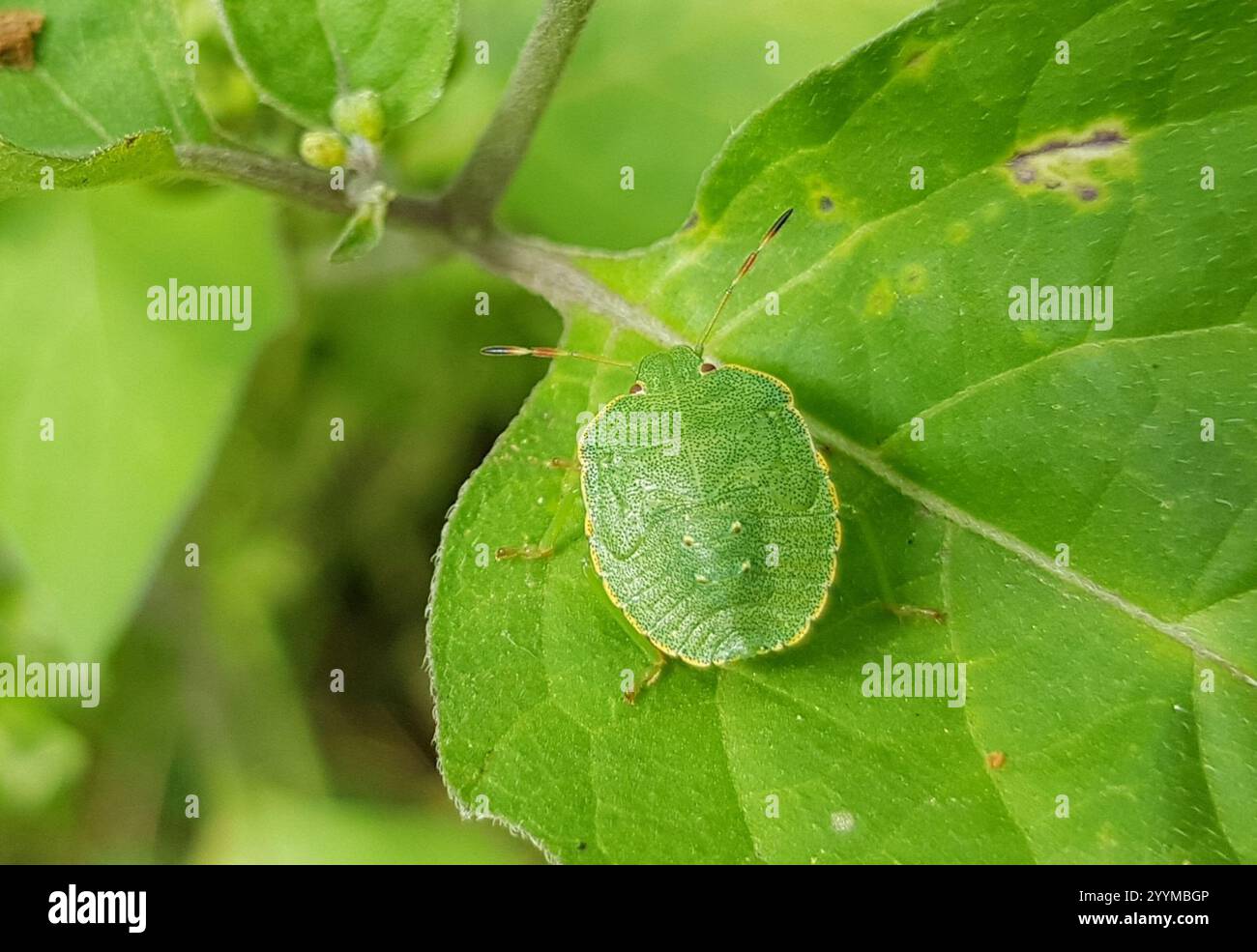 Green Shield Bug (Palomena prasina Stock Photo - Alamy