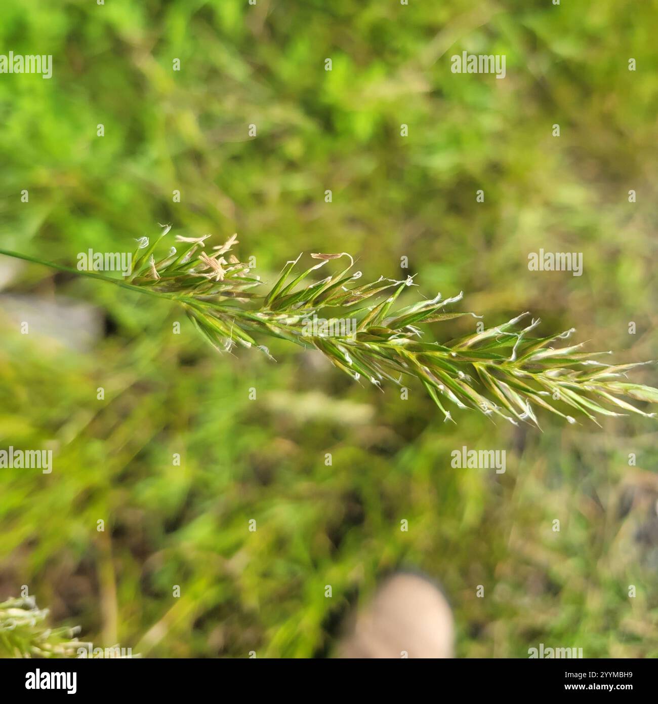 sweet vernal grass (Anthoxanthum odoratum Stock Photo - Alamy