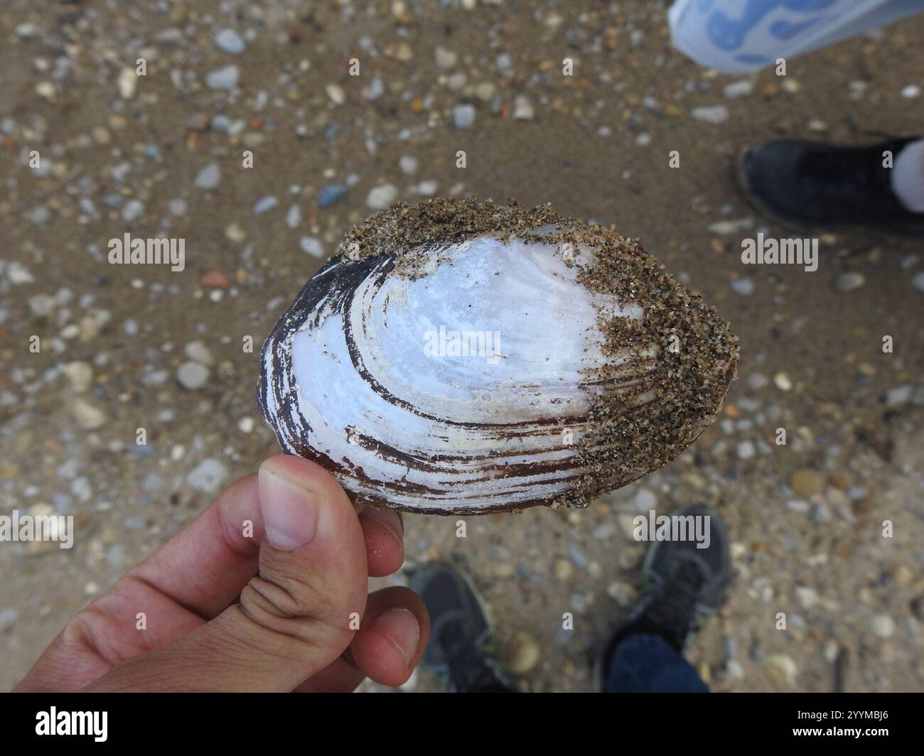 Pink Heelsplitter (Potamilus alatus Stock Photo - Alamy
