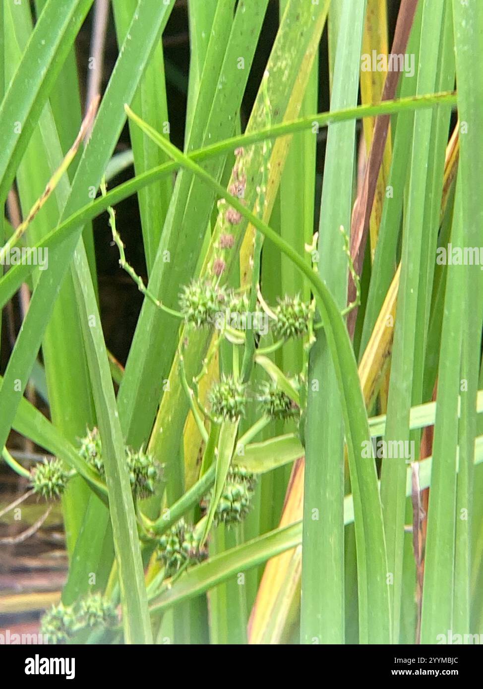 Branched Bur-reed (Sparganium erectum Stock Photo - Alamy