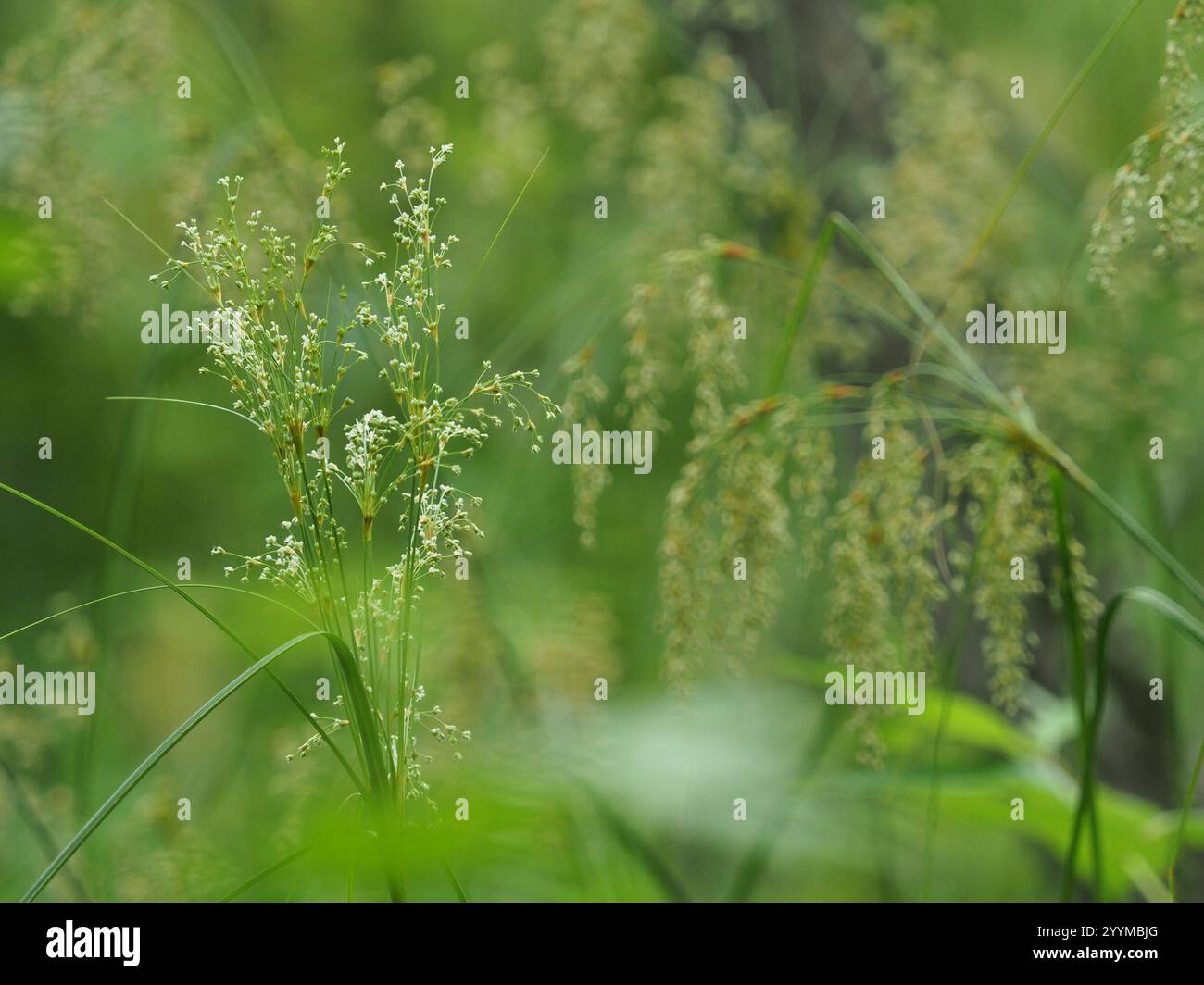 woolgrass (Scirpus cyperinus Stock Photo - Alamy