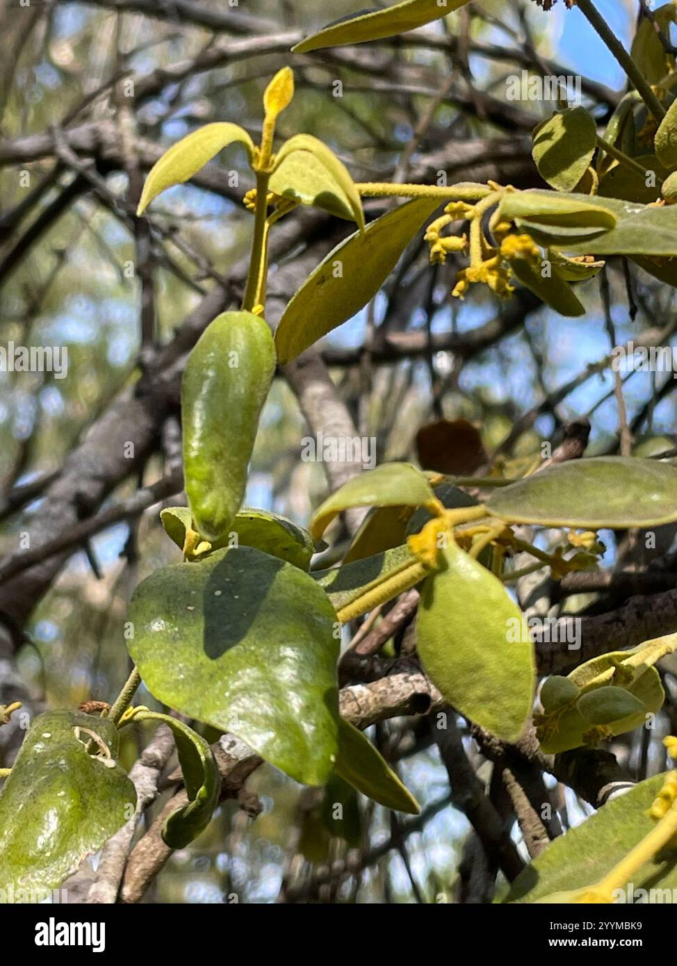 golden mistletoe (Notothixos subaureus Stock Photo - Alamy