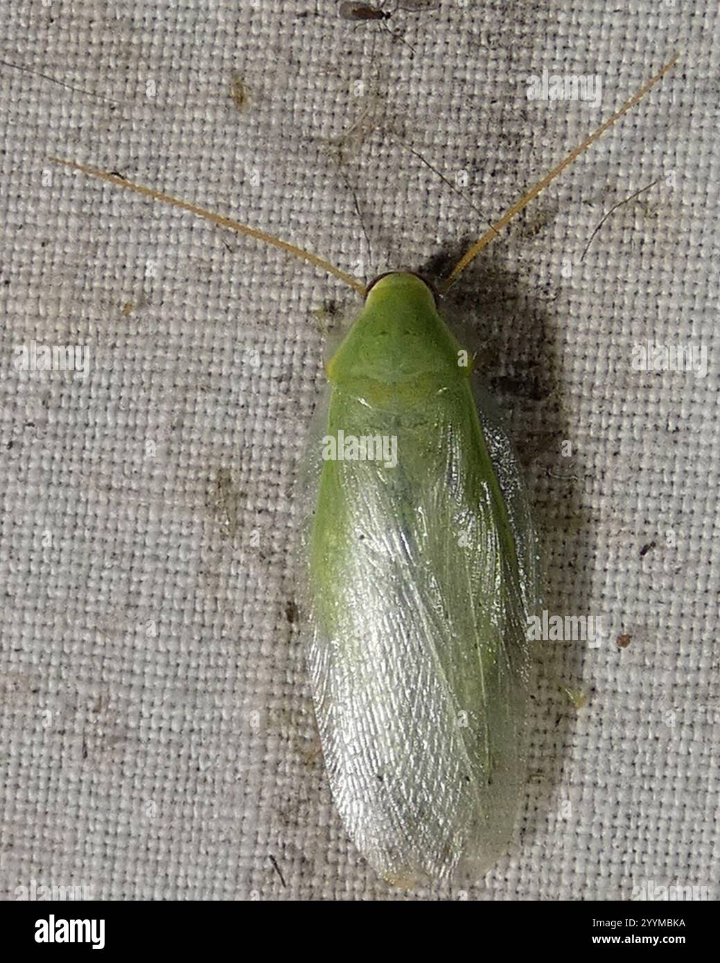 Banana Cockroach (Panchlora nivea Stock Photo - Alamy